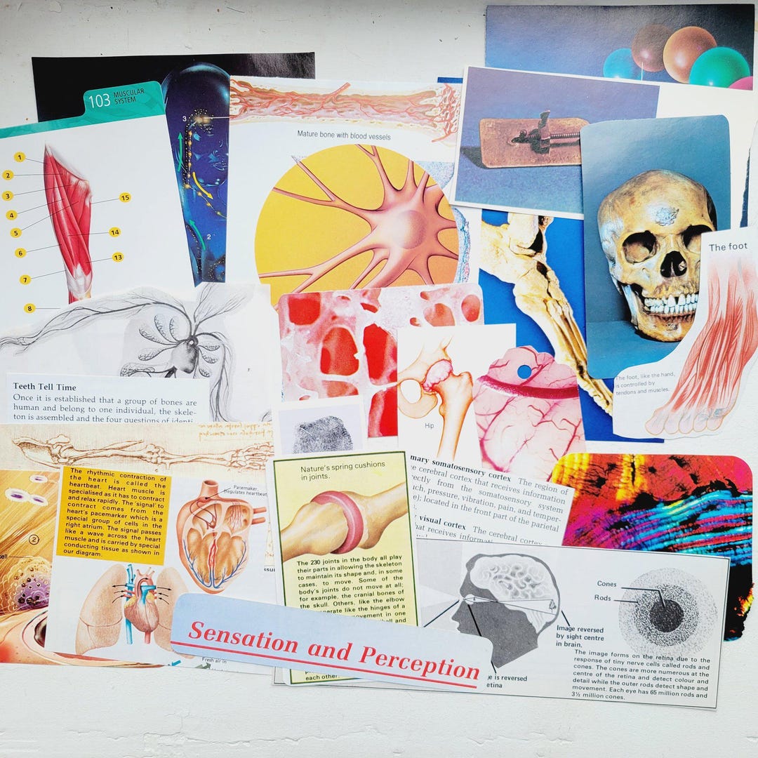 ANATOMY Ephemera Kit #7, MEDICINE, Skeleton. Vintage Papers, Scrapbook ...