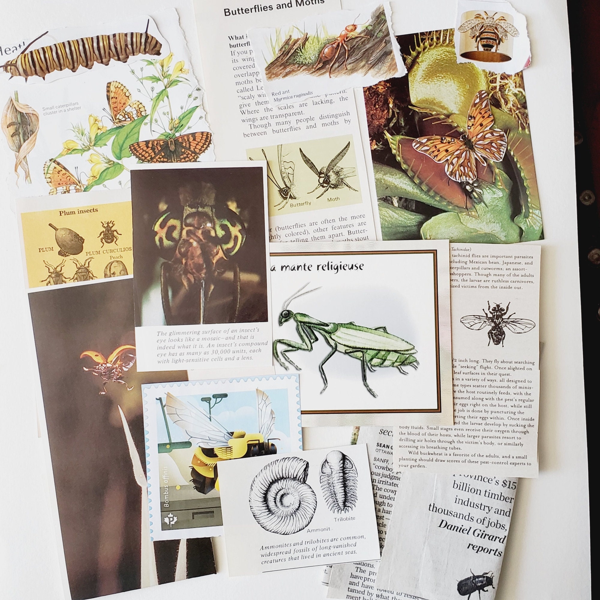 Insects Journal