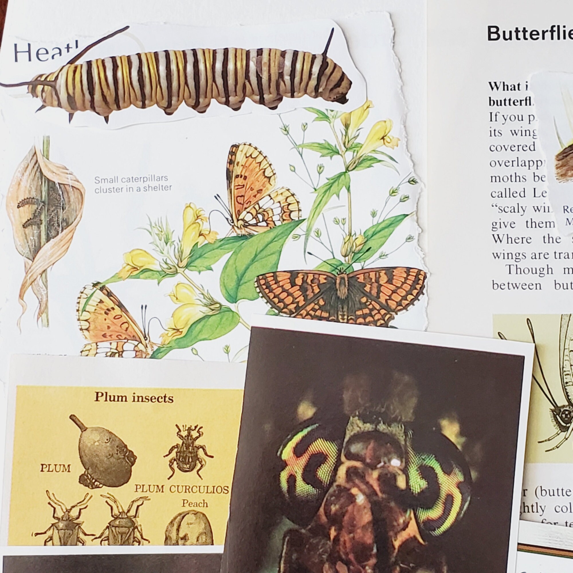 Insects Journal