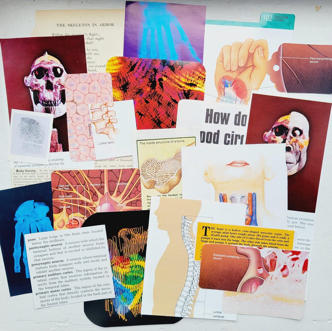 ANATOMY Journal Kit #8, MEDICINE, Skeleton. Vintage Ephemera, Scrapbook ...