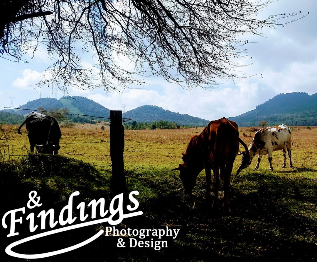 Day at the Farm. Photograph, Digital Art, Instant Download, Cows ...