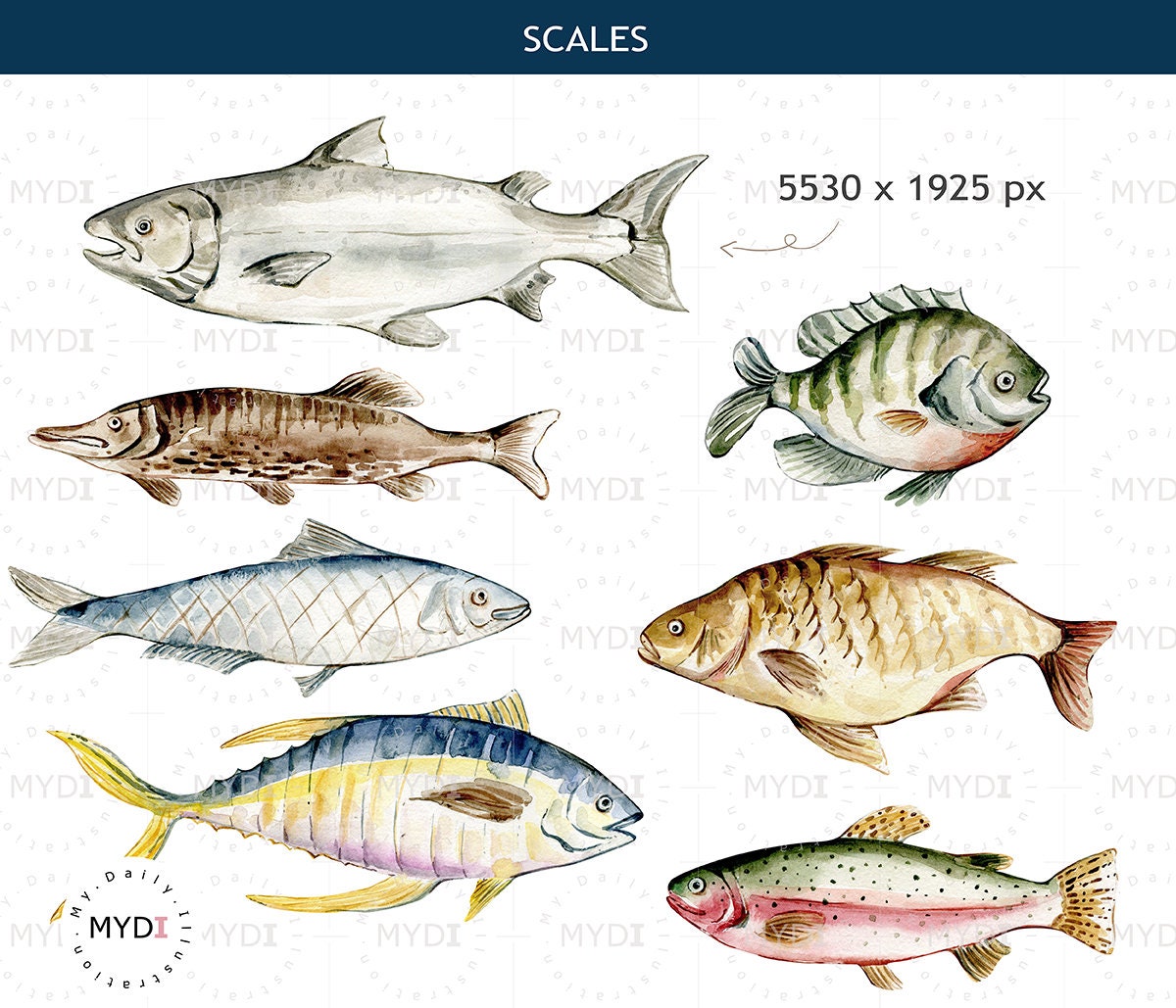Watercolor Fish Clipart in Png That Included Fresh Water Fish - Etsy