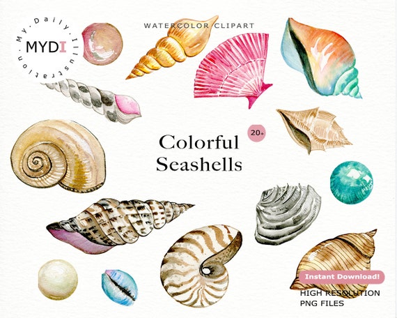 Watercolor Shell Clipart Nautical Beach Sea Clipart - Etsy