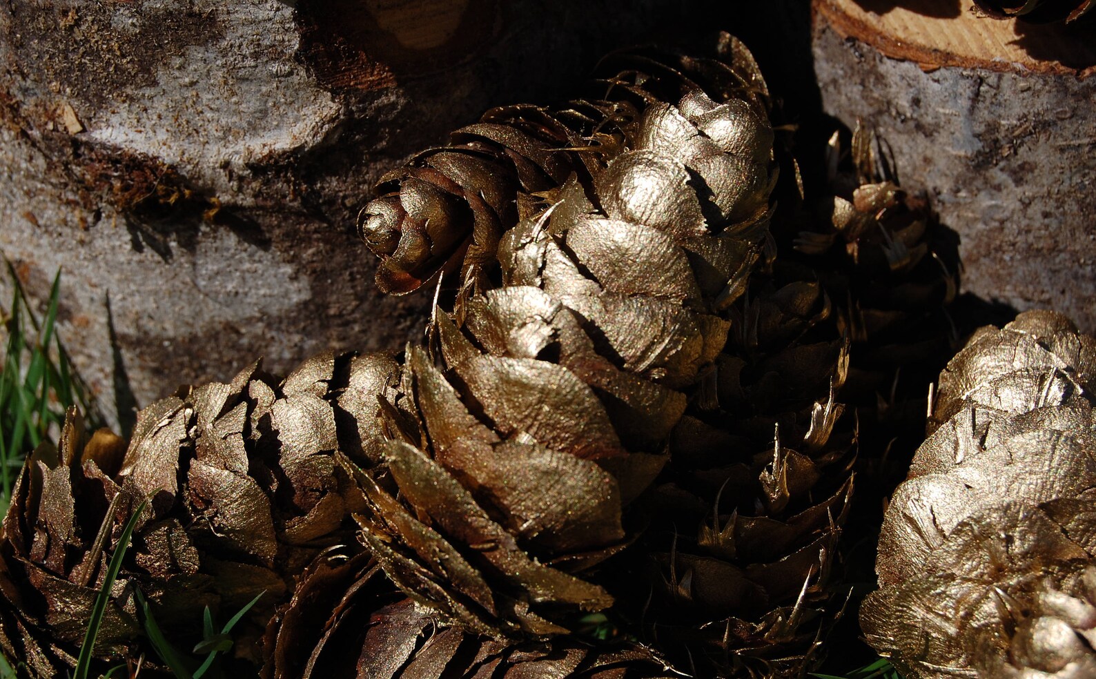 20 Gold Douglas Fir Cones Medium Gold Pinecones Decorative - Etsy