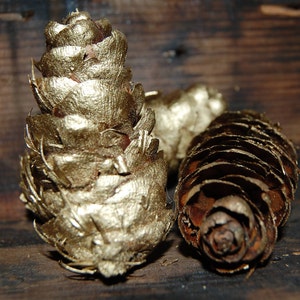 20 Gold Douglas Fir Cones Medium Gold Pinecones Decorative - Etsy
