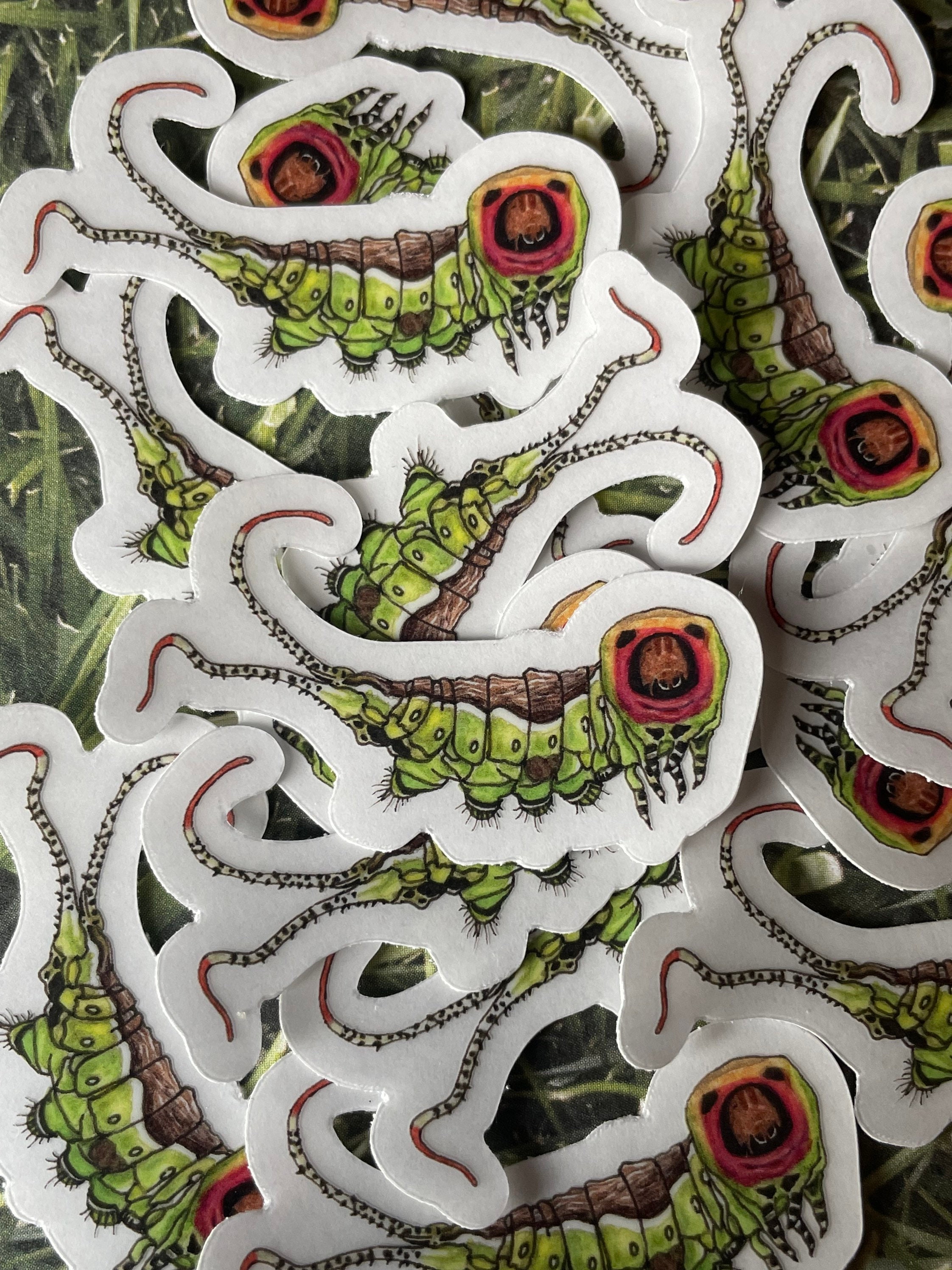 Puss Moth Caterpillar Clear Vinyl Sticker Nature Stickers Waterproof ...