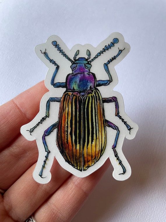 Colorful Beetle Vinyl Sticker Transparent Waterproof | Etsy