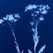 Longleaf Pine Tree Botanical Cyanotype Print - Etsy
