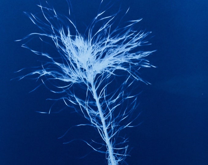 Longleaf Pine Tree Botanical Cyanotype Print - Etsy