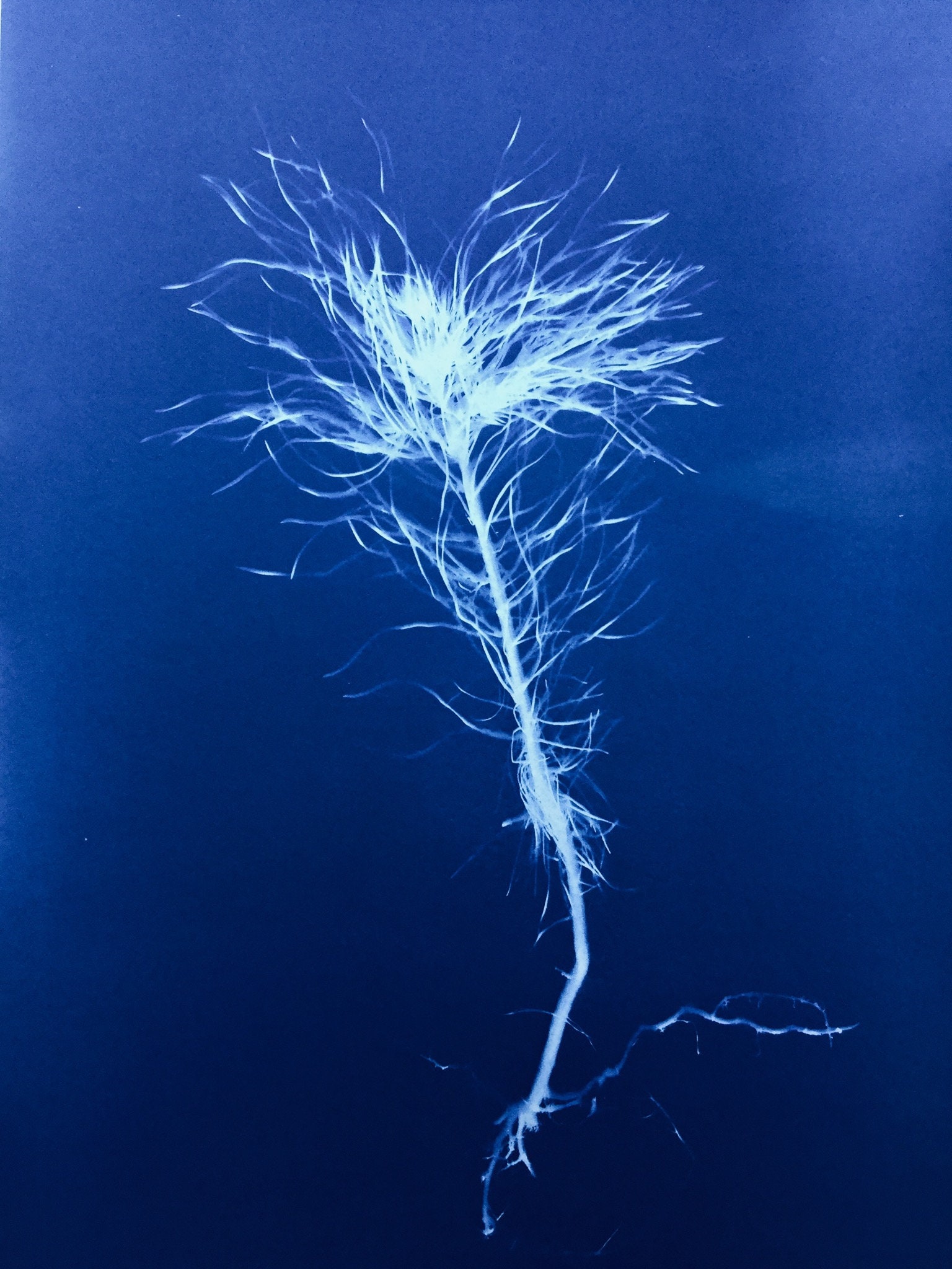 Longleaf Pine Tree Botanical Cyanotype Print - Etsy