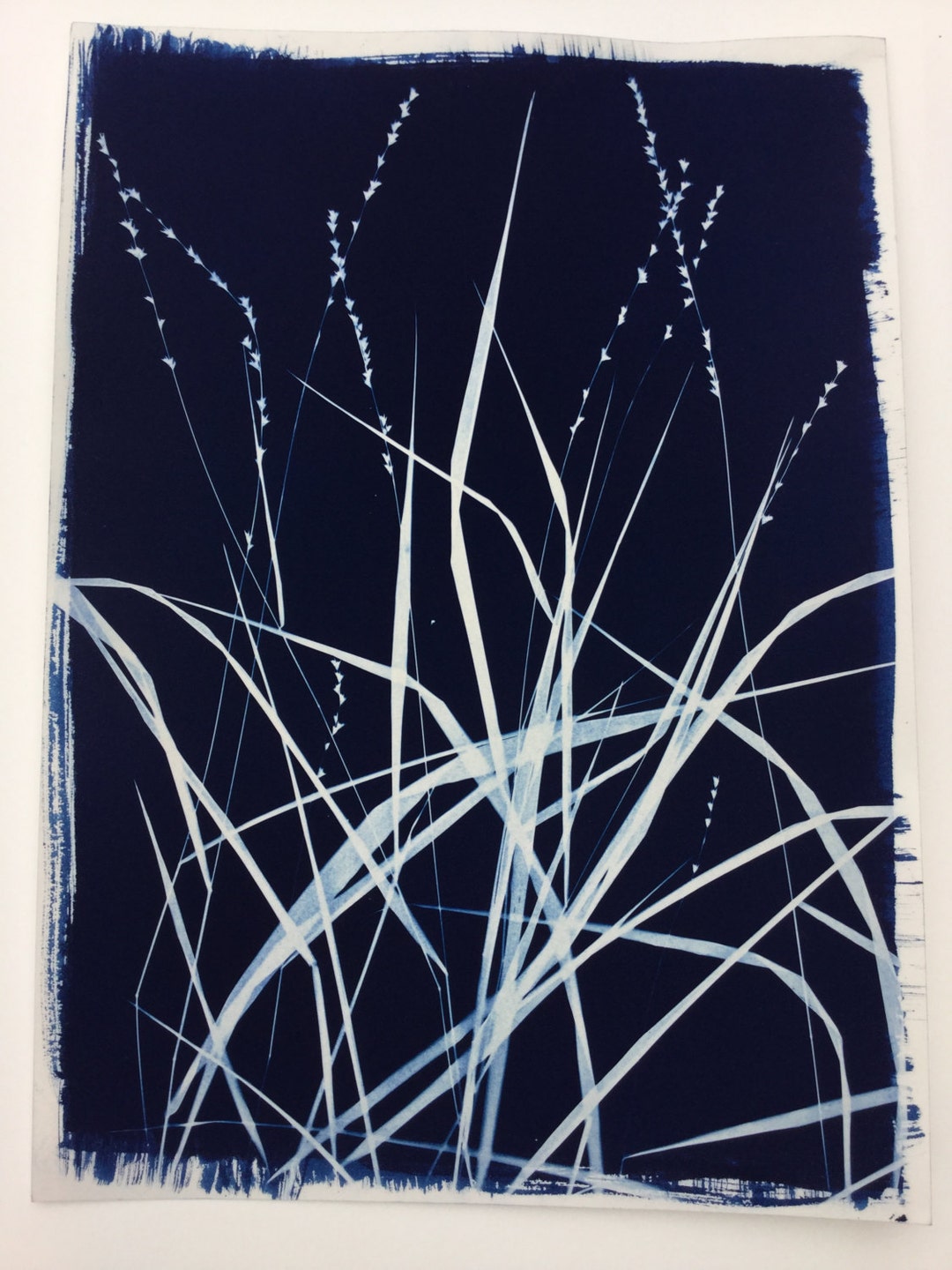 Wild Grass, Cyanotype Print, Blueprint, Sunprint, Seedhead, Blue Grass ...