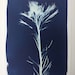 Amsonia Botanical Photogram Cyanotype Print - Etsy
