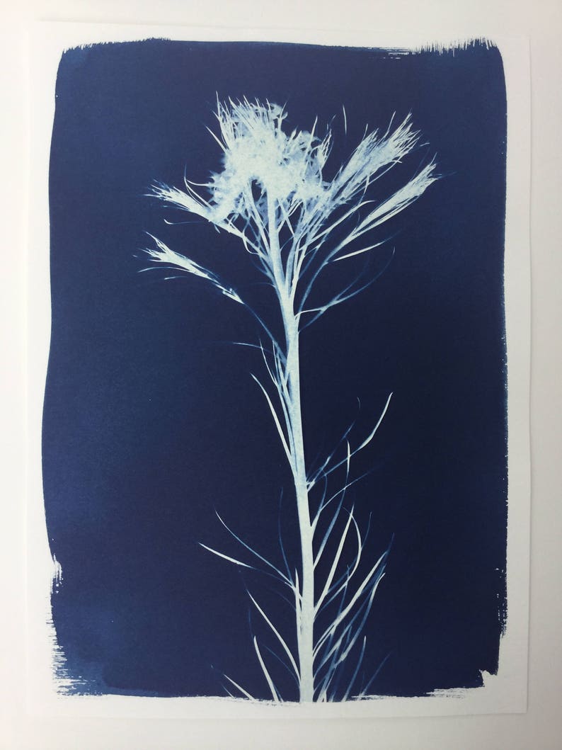 Amsonia Botanical Photogram Cyanotype Print - Etsy