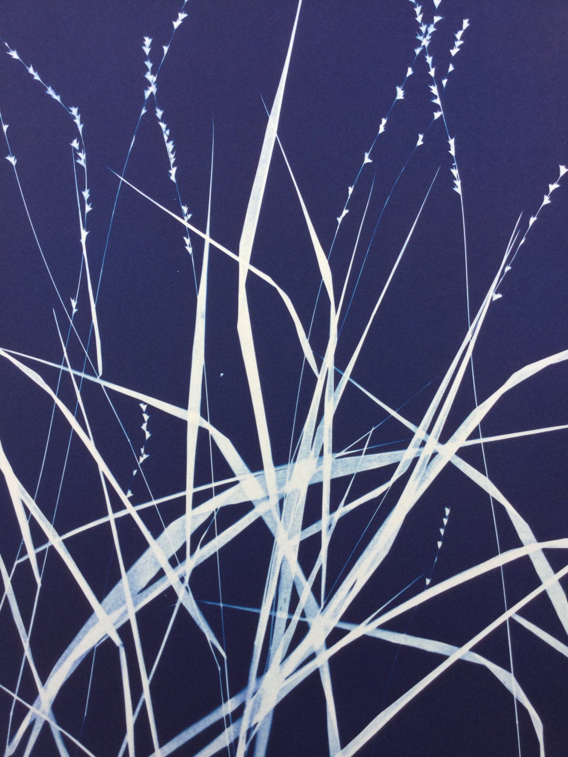 Wild Grass, Cyanotype Print, Blueprint, Sunprint, Seedhead, Blue Grass ...