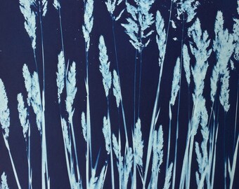 Amsonia Botanical Photogram Cyanotype Print - Etsy