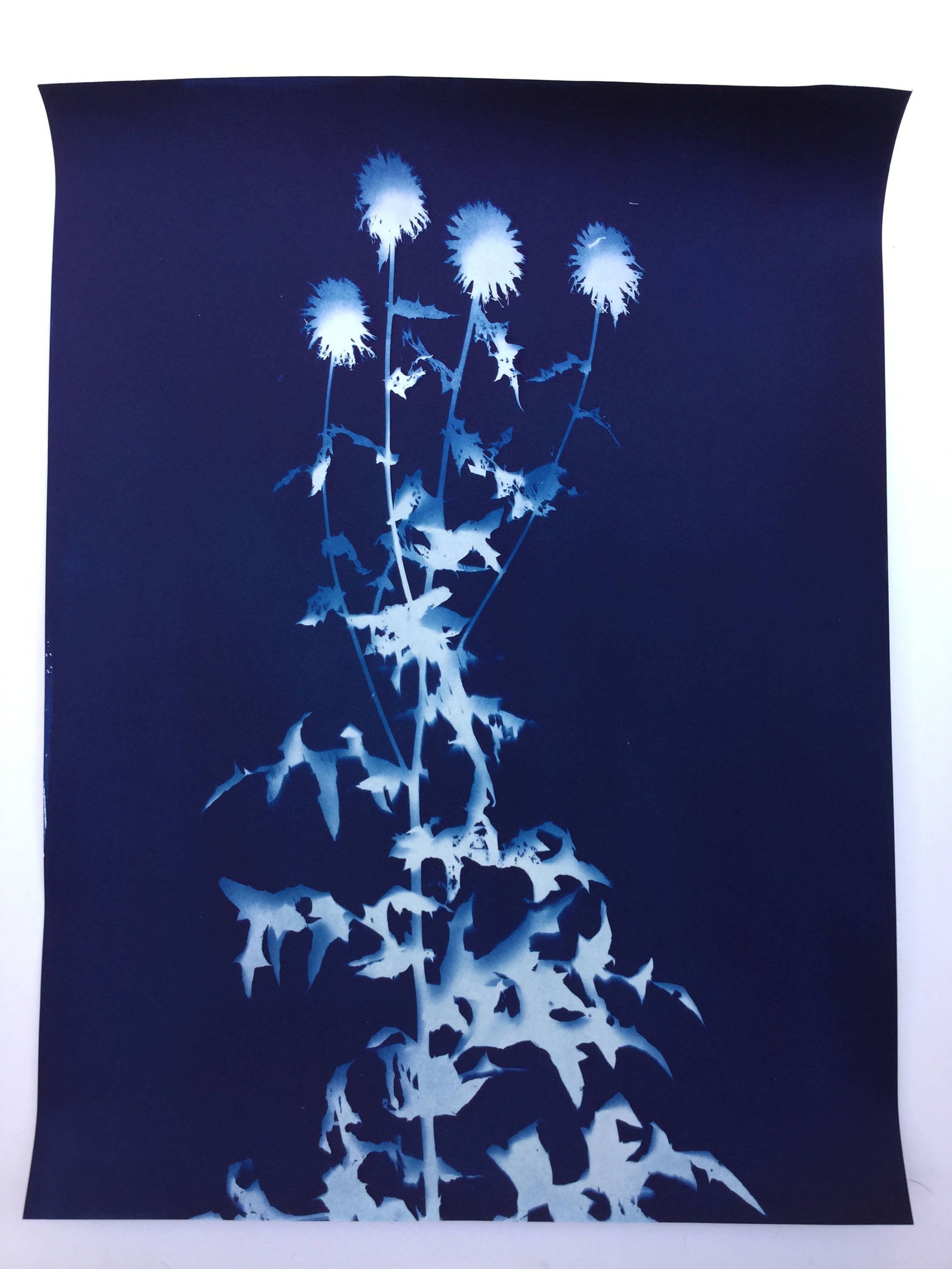 Globe Thistle, Echinops 'veitch's Blue' Modern Botanical Cyanotype ...