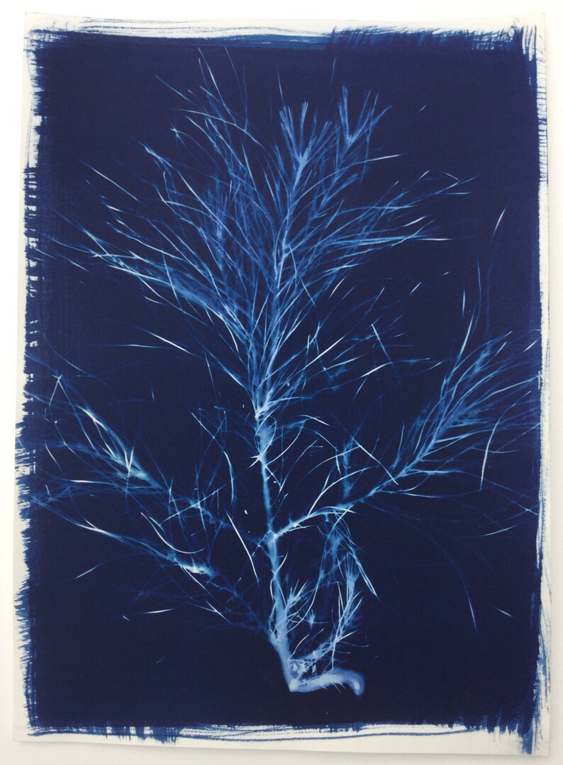 Pine Tree, Longleaf Pine, Cyanotype Print, Tree Print, Tree Photo ...