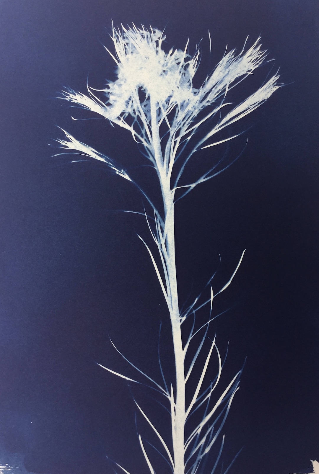 Amsonia Botanical Photogram Cyanotype Print - Etsy