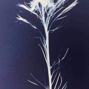 Amsonia Botanical Photogram Cyanotype Print - Etsy