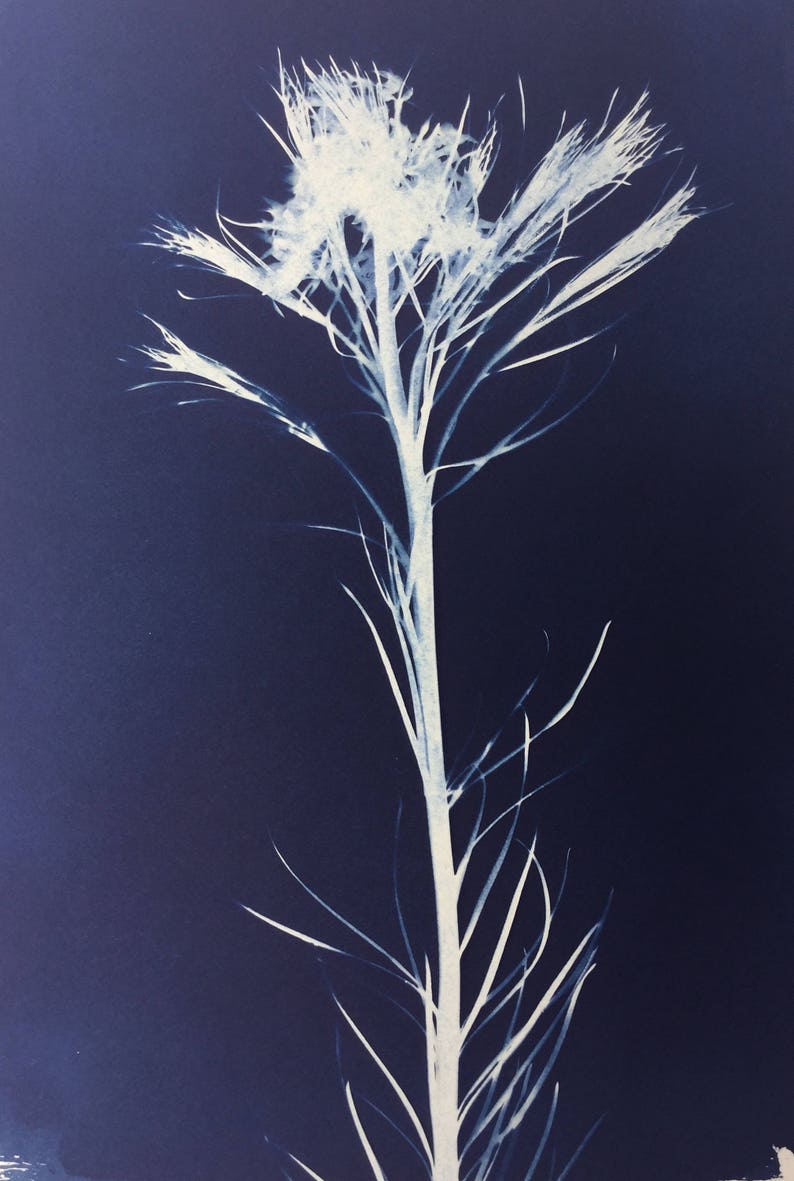 Amsonia Botanical Photogram Cyanotype Print - Etsy