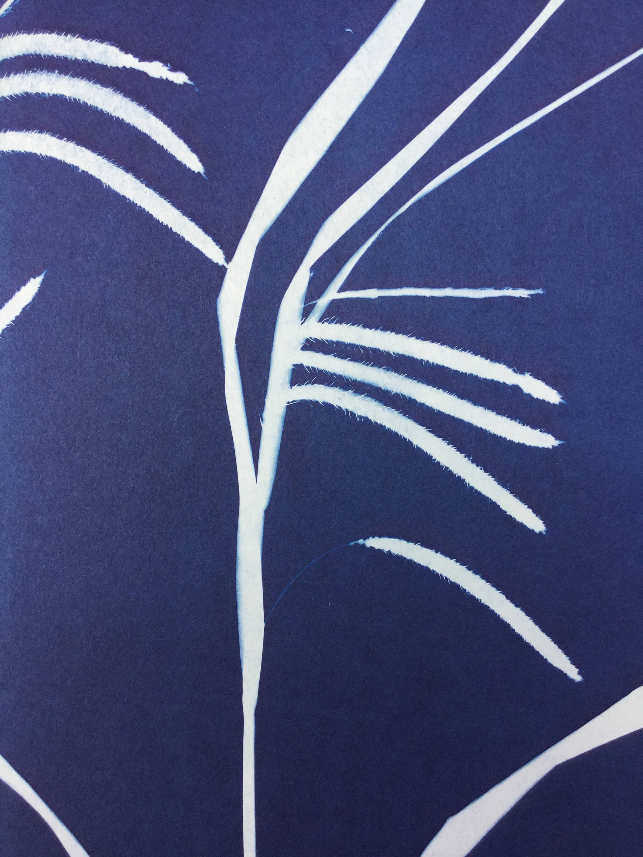 Wild Grass Botanical Photogram Cyanotype Print - Etsy