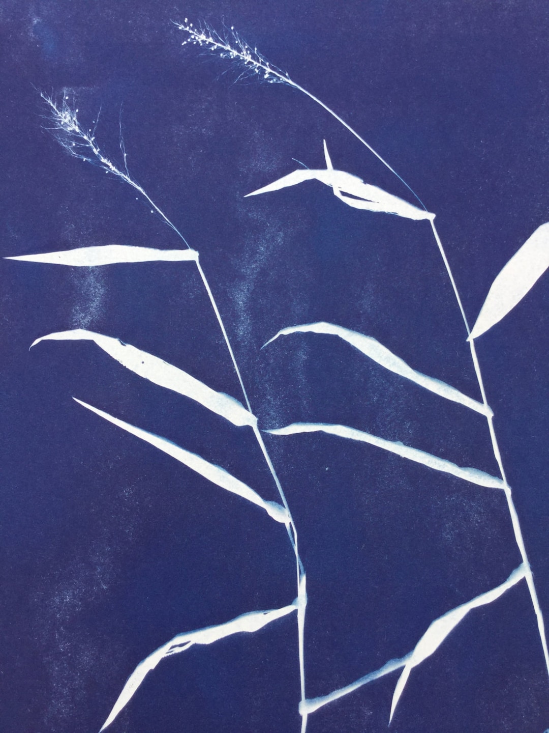Wild Blue Plant, Cyanotype Print, Nature Art, Blueprint, Sunprint ...
