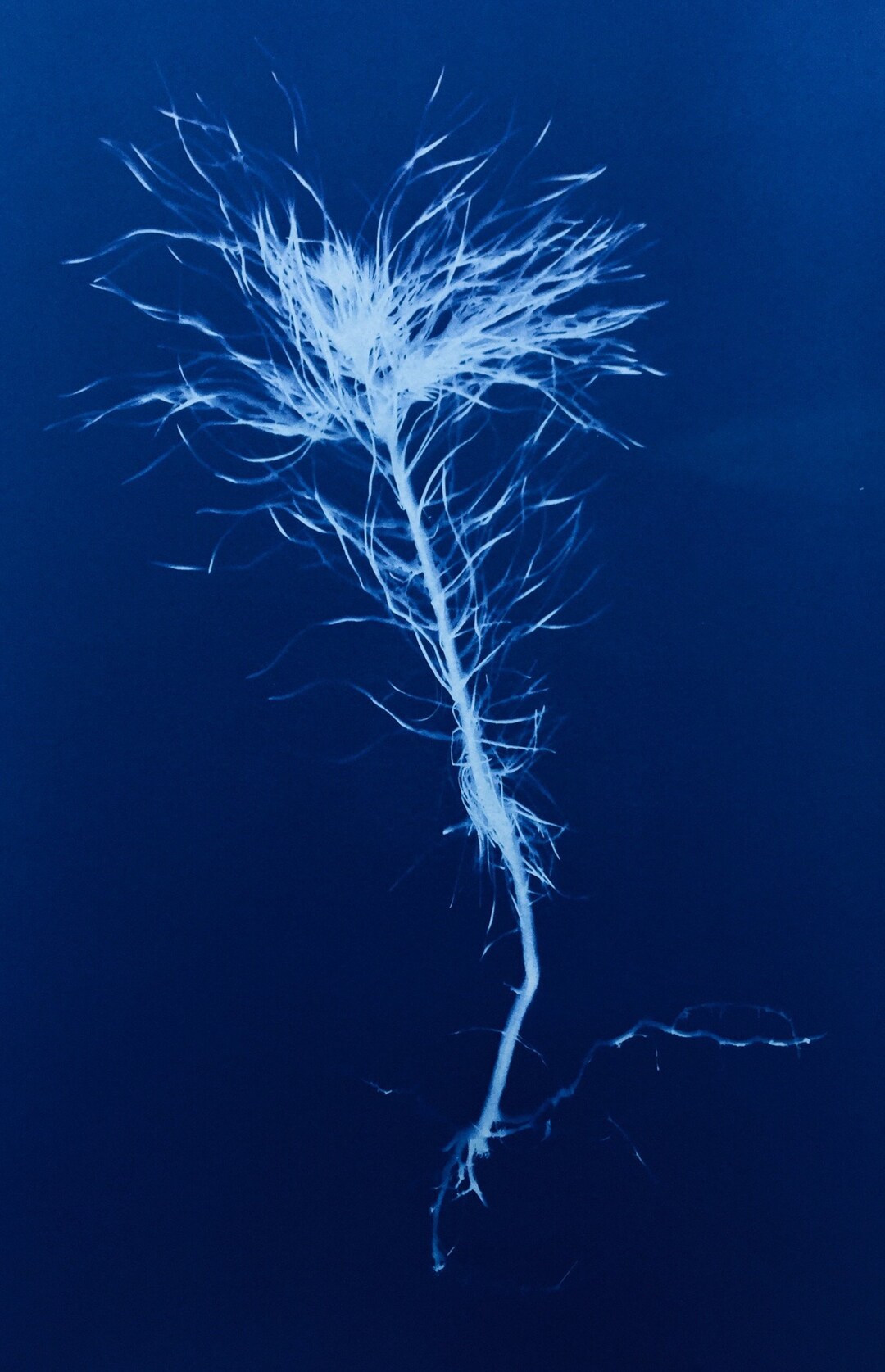 Longleaf Pine Tree Botanical Cyanotype Print - Etsy