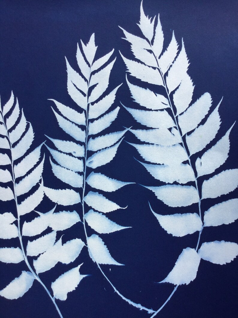 Fern, Cyanotype Print, Nature Print, Fern Print, Modern Graphic Art ...