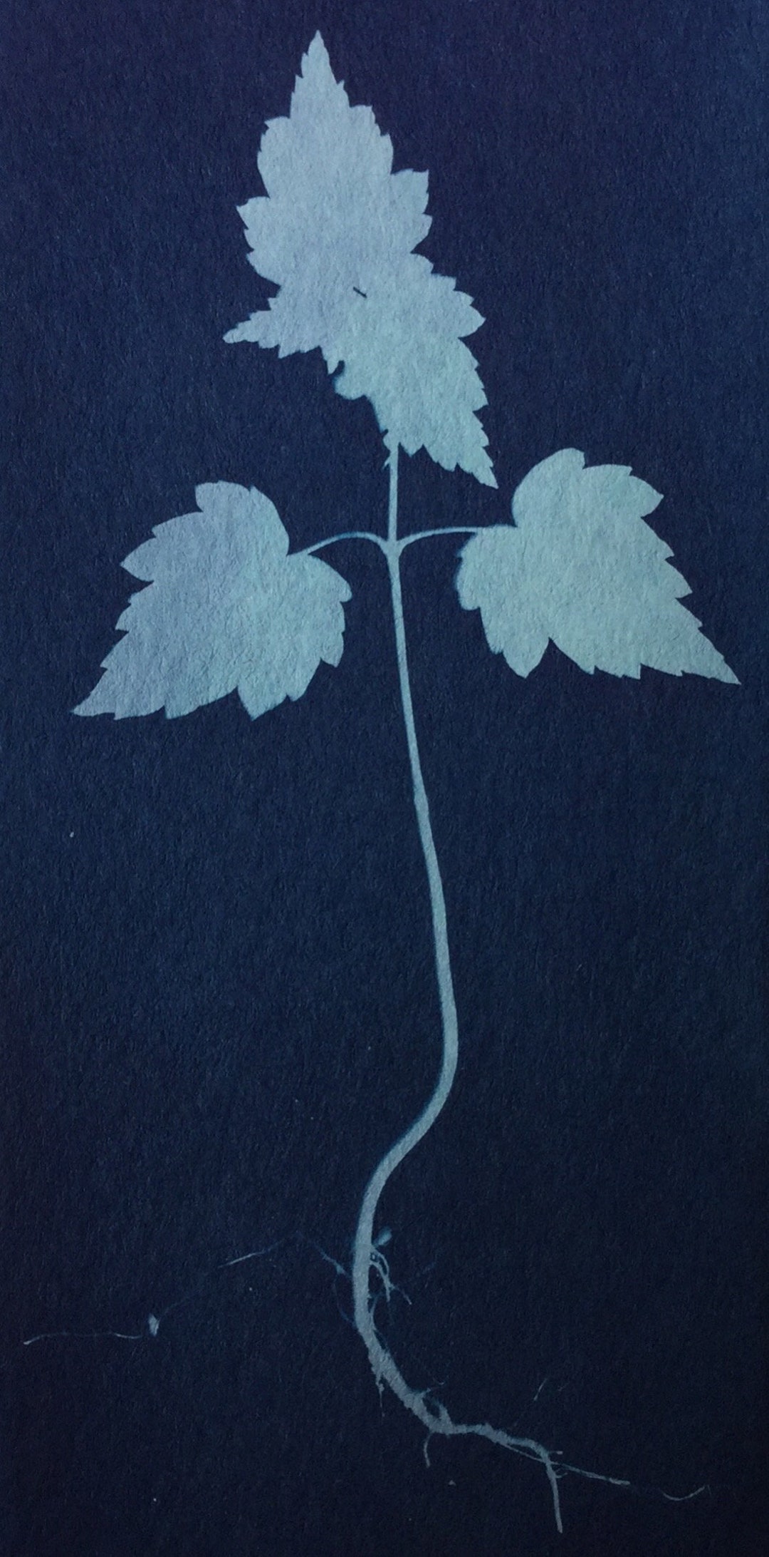 Maple Tree Sapling Botanical Cyanotype Print - Etsy