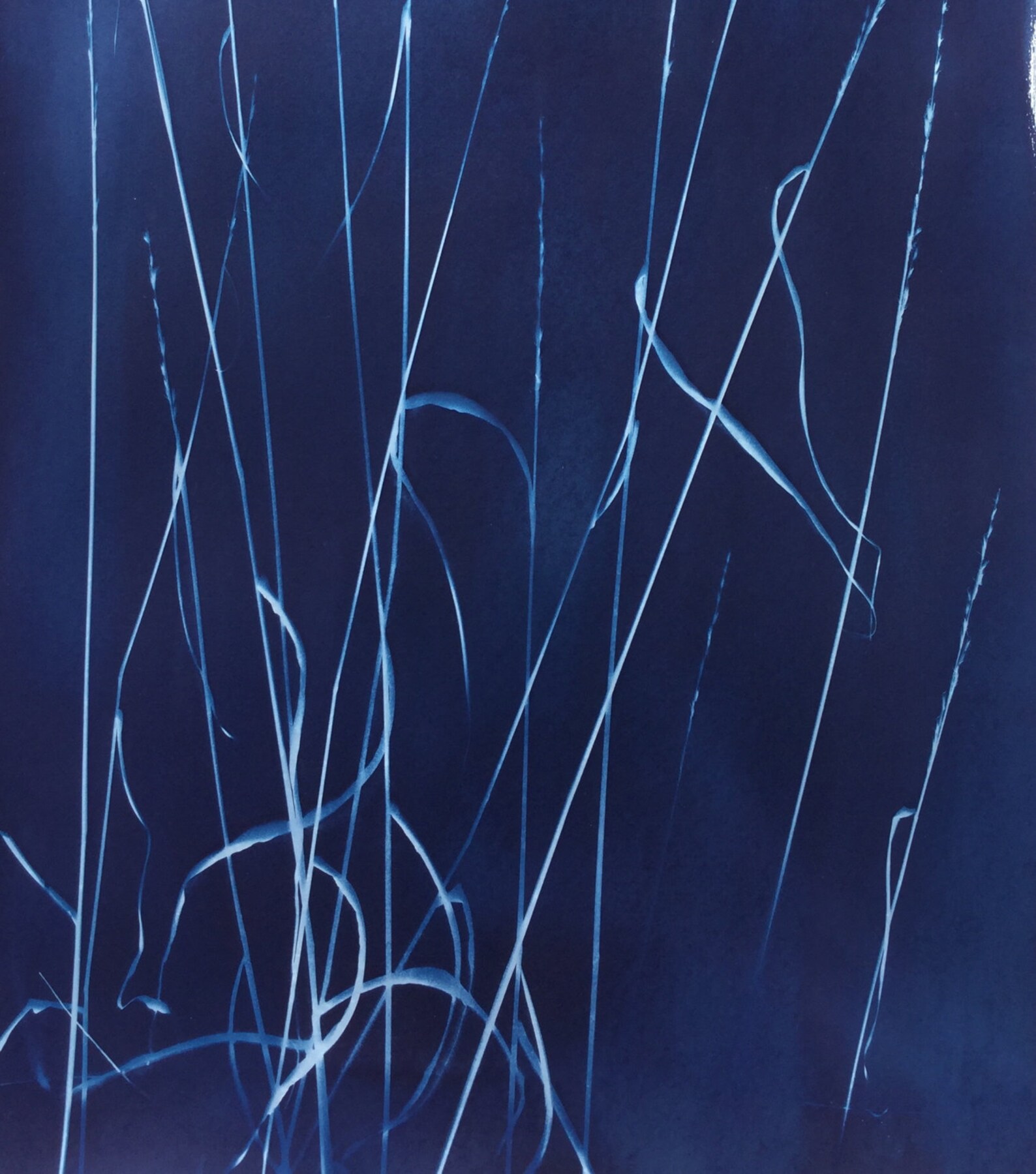 Large Grass Photogram Cyanotype Botanical Art Print Poster - Etsy