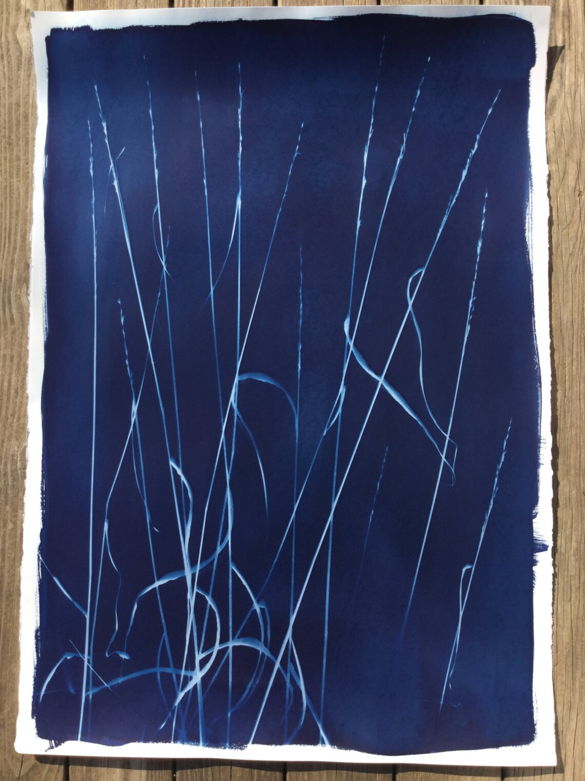 Large Grass Photogram Cyanotype Botanical Art Print Poster - Etsy
