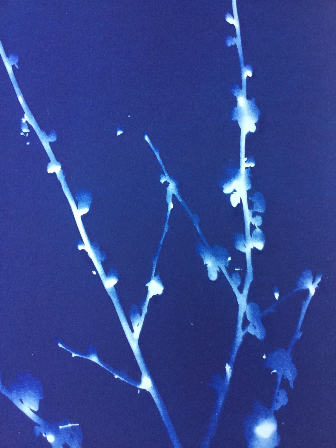 Cyanotype Print of Prunus Mume "kobai", a Japanese Flowering Apricot ...