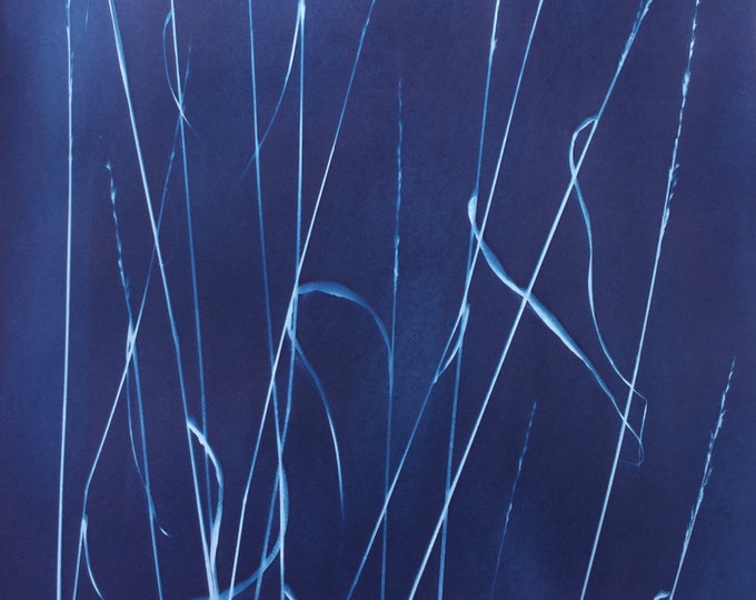 Large Grass Photogram Cyanotype Botanical Art Print Poster - Etsy