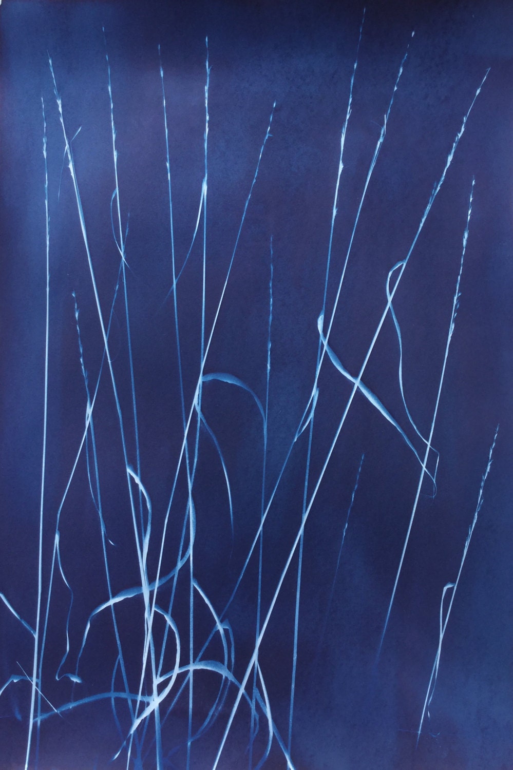 Large Grass Photogram Cyanotype Botanical Art Print Poster - Etsy