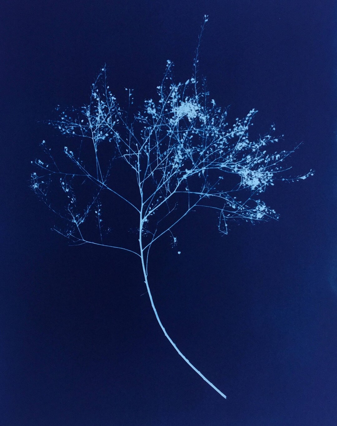 Impression botanique cyanotype bleu sauvage - Etsy France