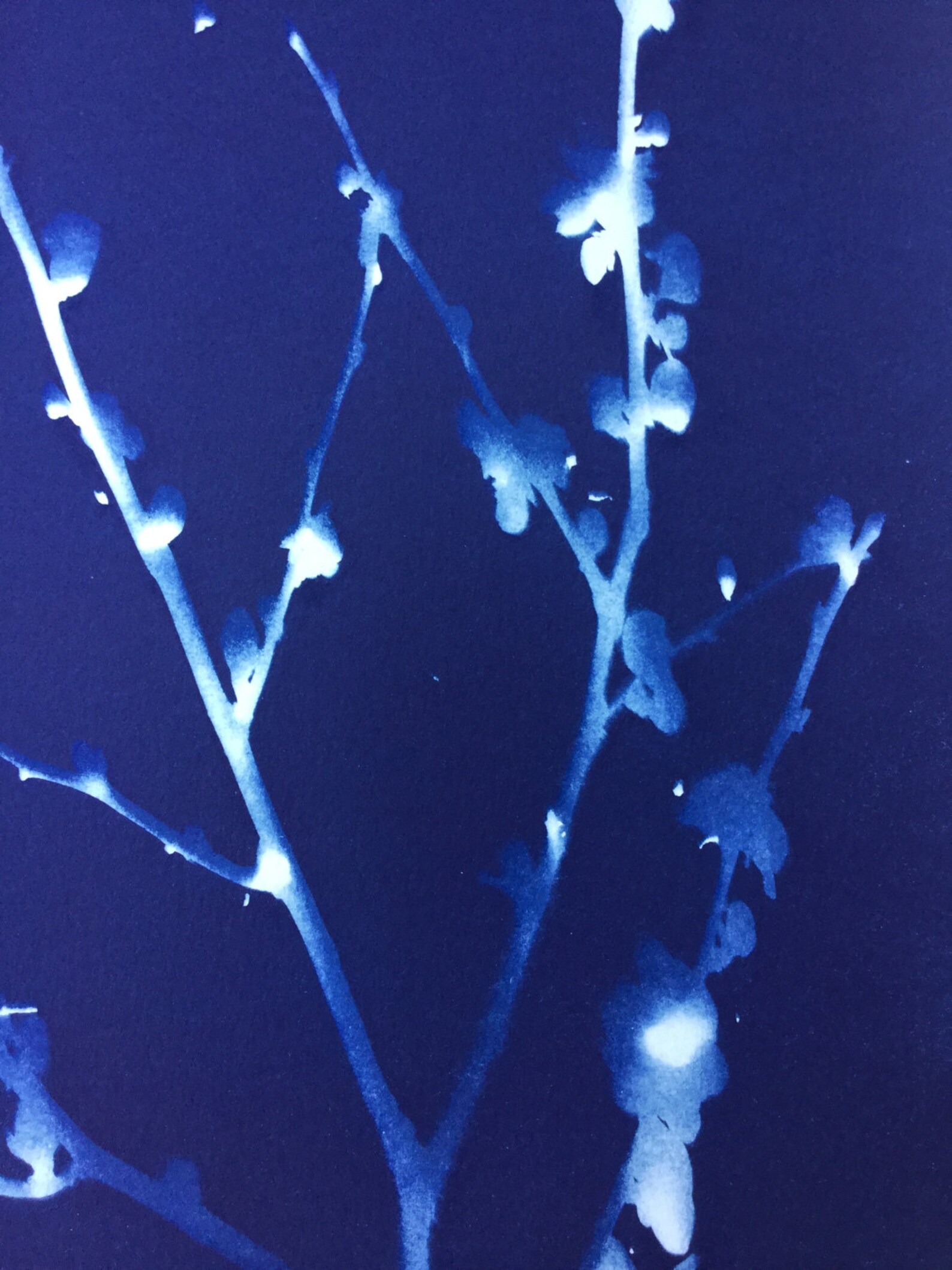 Cyanotype Print of Prunus Mume "kobai", a Japanese Flowering Apricot ...