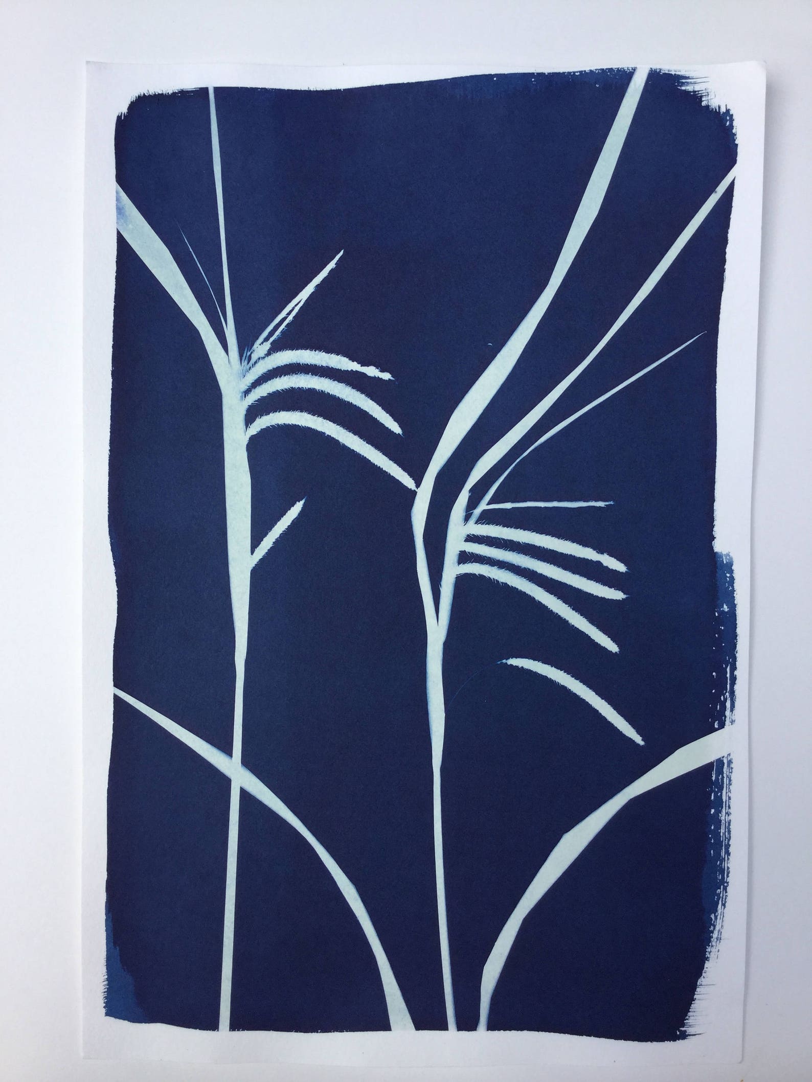 Wild Grass Botanical Photogram Cyanotype Print - Etsy