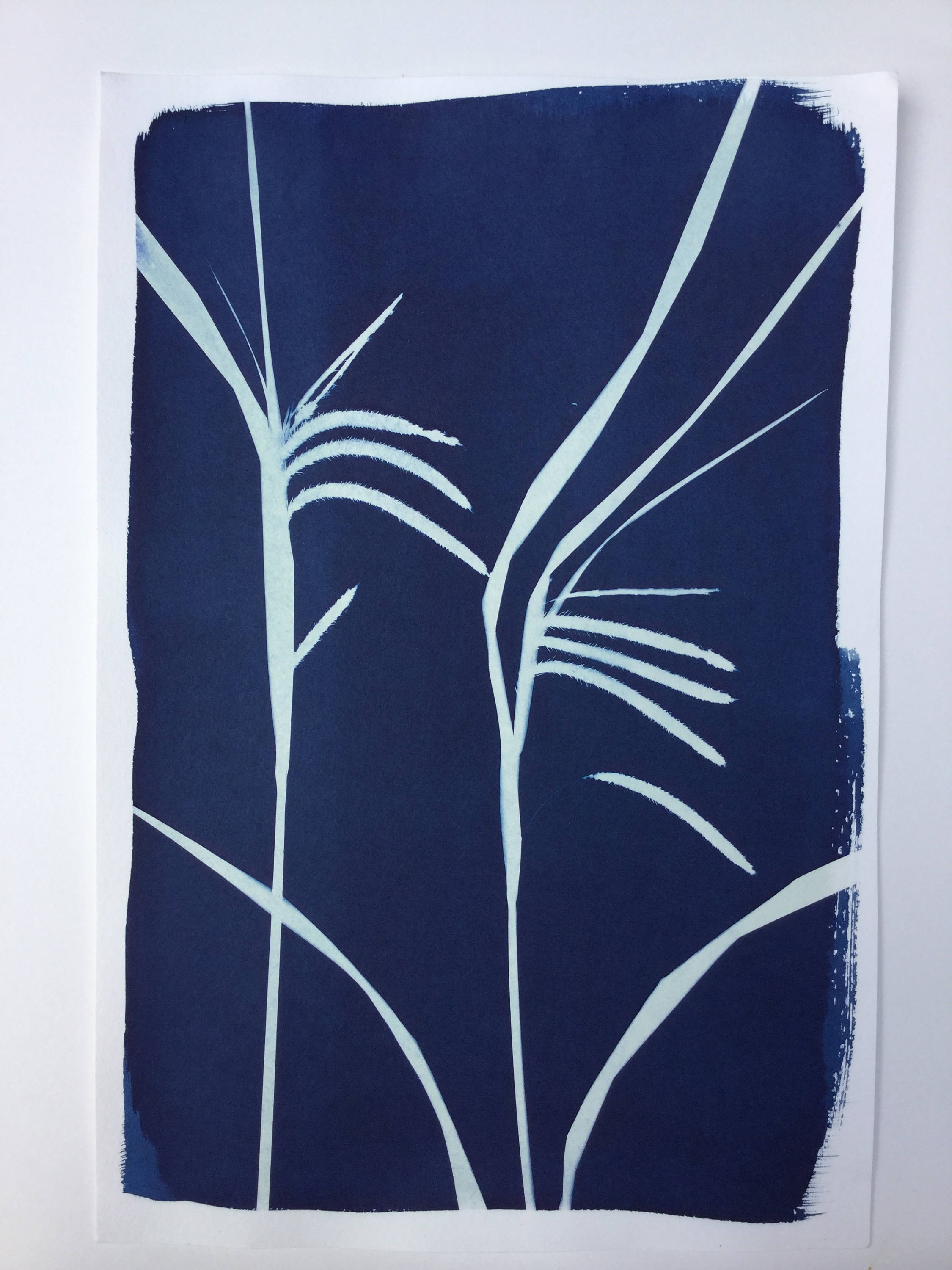 Wild Grass Botanical Photogram Cyanotype Print - Etsy