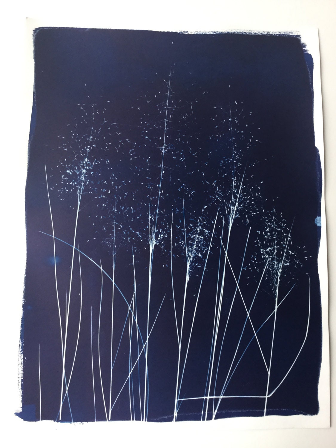 Blue Grass, Cyanotype Print, Pink Muhly Grass, Nature Print, Blueprint ...