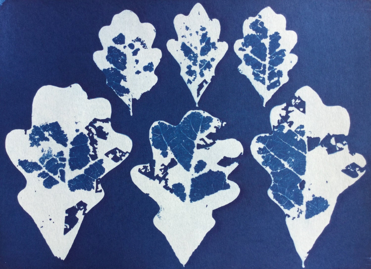 Oak Leaves, Cyanotype Print, Oak Tree, Leaf Print, Nature Photo ...