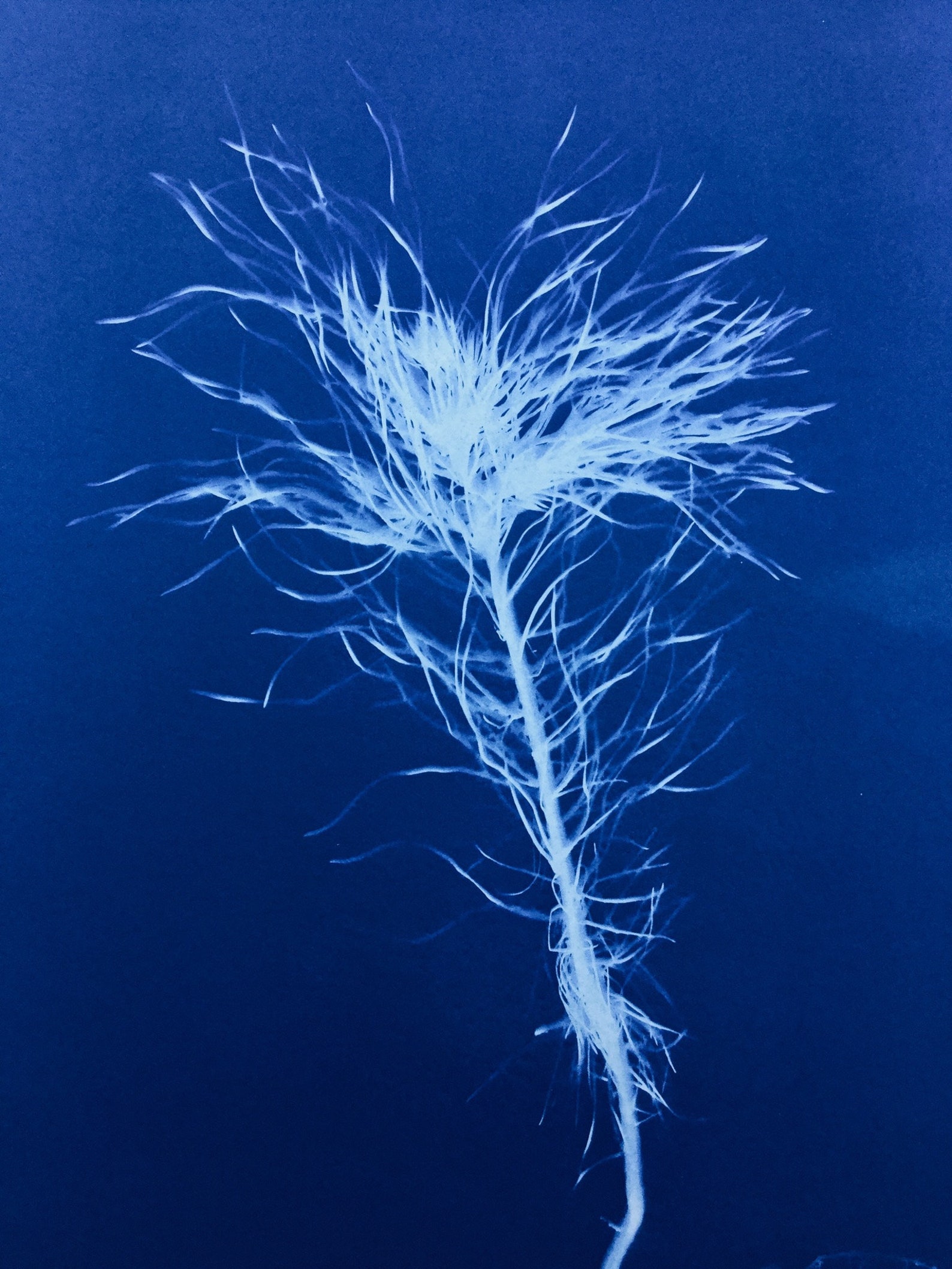 Longleaf Pine Tree Botanical Cyanotype Print - Etsy