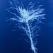 Longleaf Pine Tree Botanical Cyanotype Print - Etsy