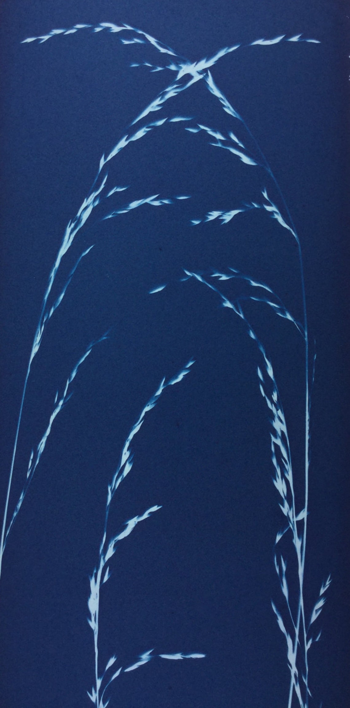 Wild Grass Cyanotype Print Blueprint Nature Print Nature - Etsy
