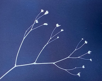 Large Grass Photogram Cyanotype Botanical Art Print Poster - Etsy