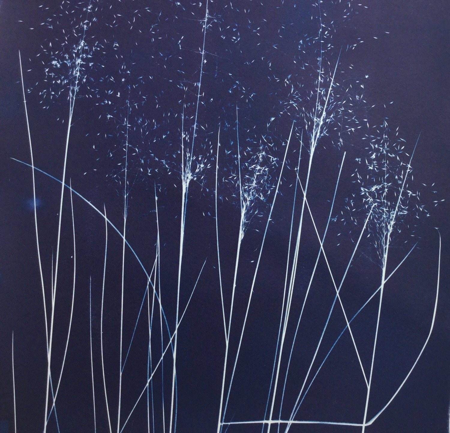Blue Grass, Cyanotype Print, Pink Muhly Grass, Nature Print, Blueprint ...