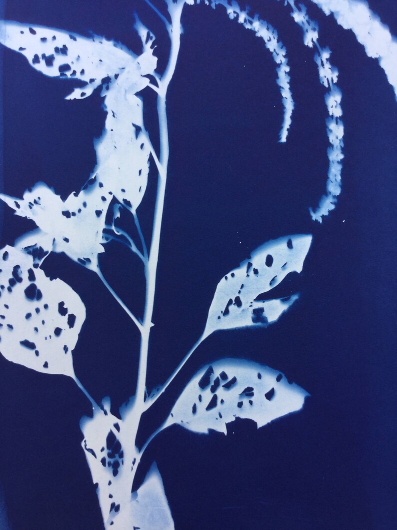 Amaranth 'green Cascade' Blue Botanical Cyanotype Print, Love Lies ...