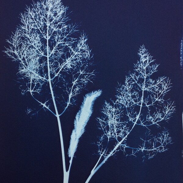 Cyanotype Print - Etsy