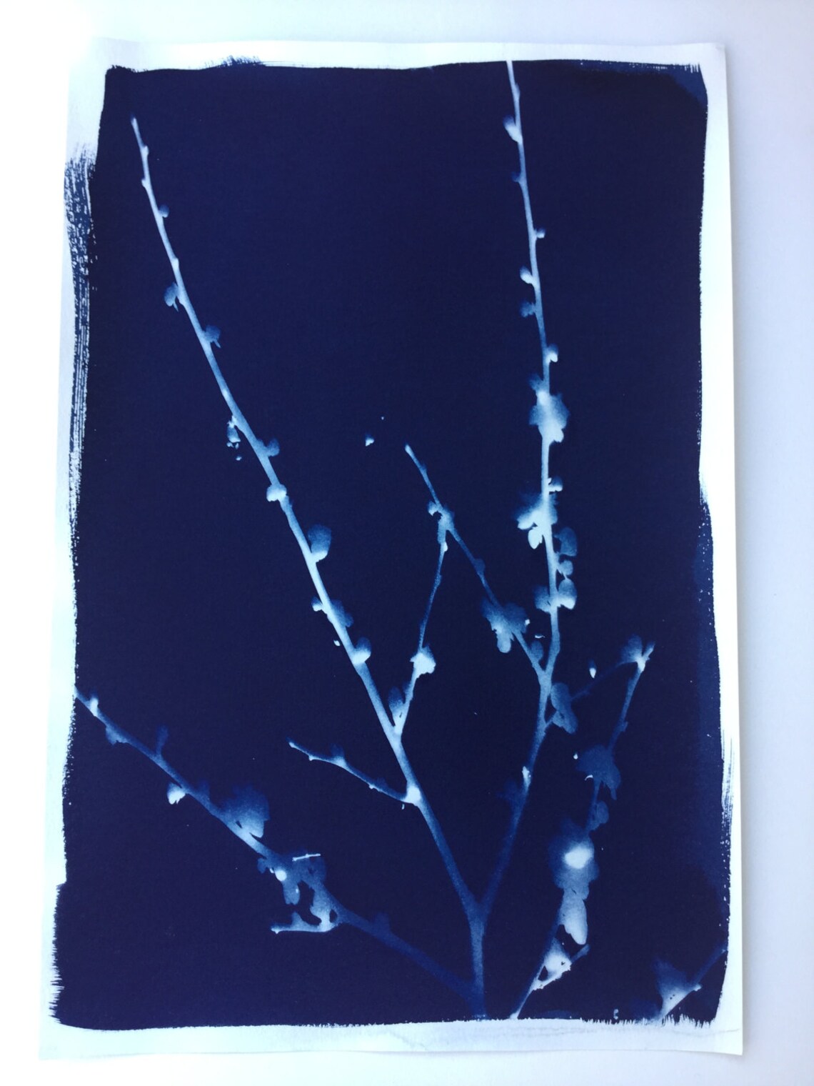 Cyanotype Print of Prunus Mume "kobai", a Japanese Flowering Apricot ...