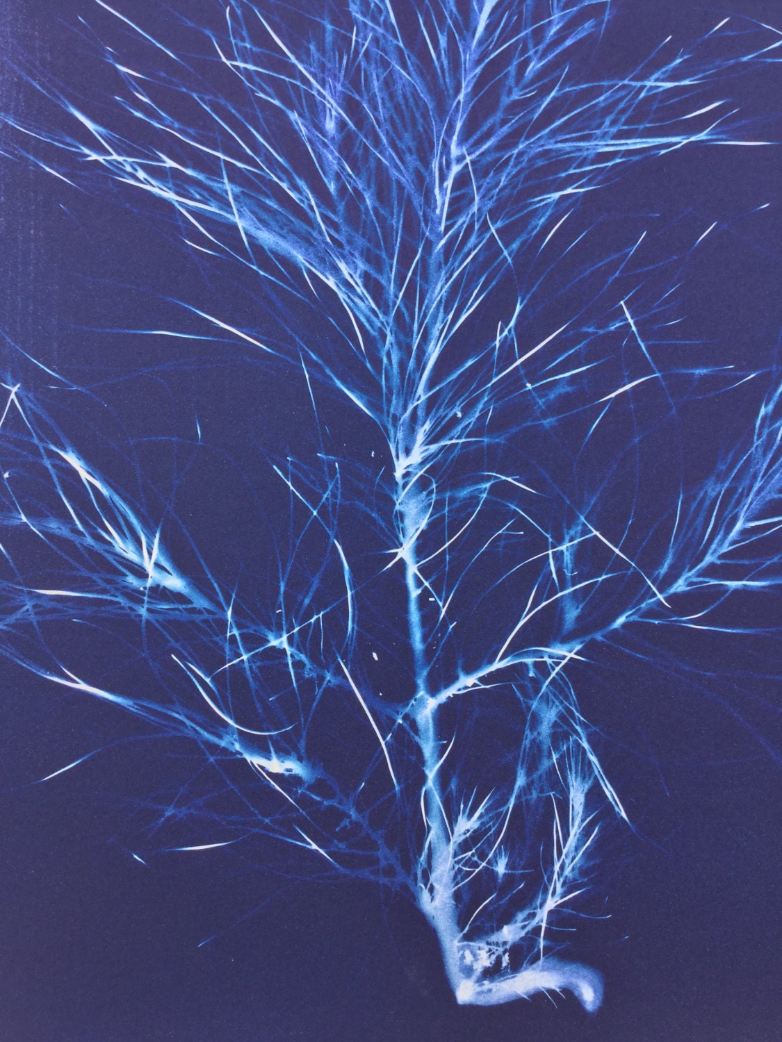Pine Tree, Longleaf Pine, Cyanotype Print, Tree Print, Tree Photo ...