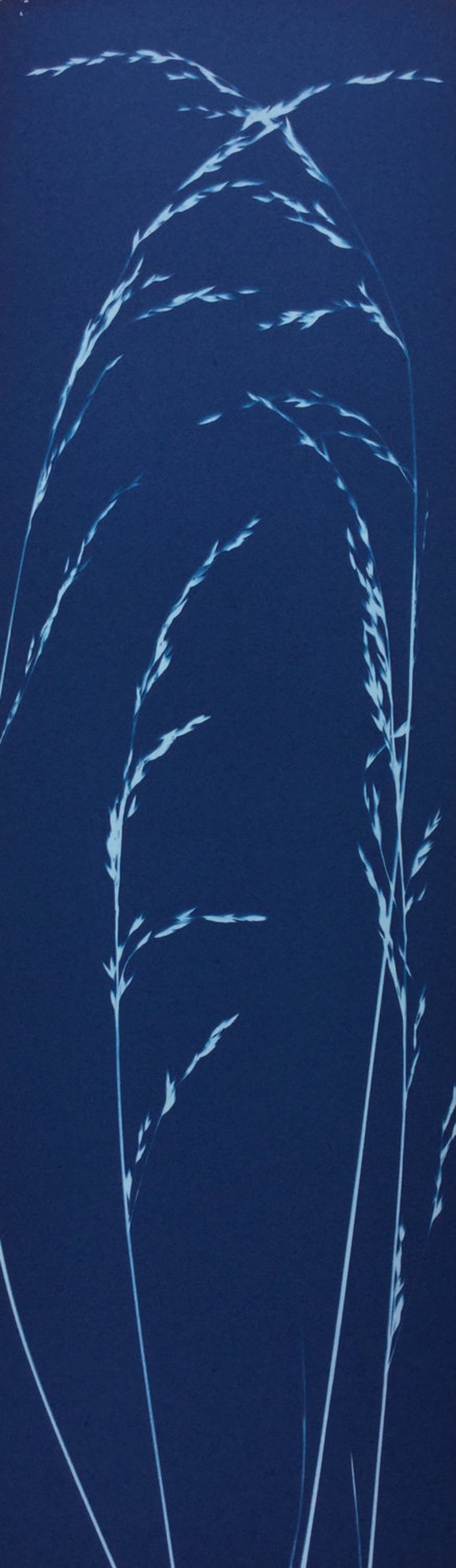 Wild Grass Cyanotype Print Blueprint Nature Print Nature - Etsy